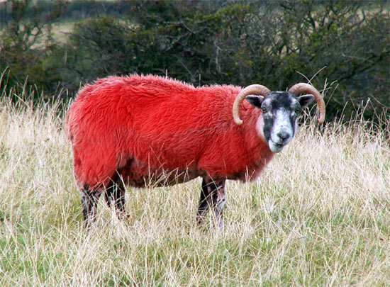DeltaBluez Stockdogs: Red Sheep, Blue Sheep