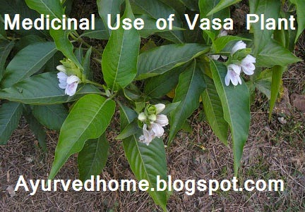 Ayurveda Home and Remedies with Nature: Home Remedies With Vasa Plant ...