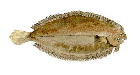 Universo Animal: ¿Por qué el lenguado tiene los dos ojos en el mismo lado?