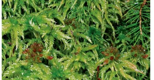 Venta de Musgo Sphagnum ~ Jardinería y Paisajismo. (paisajismo sostenible)