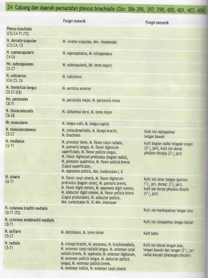 Skema myotome | FISIOTERAPI INDONESIA