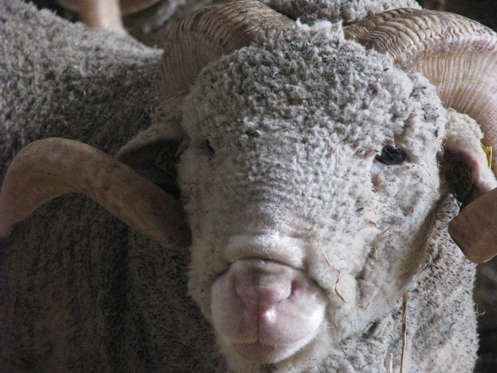 Design and Wool: Merino sheep