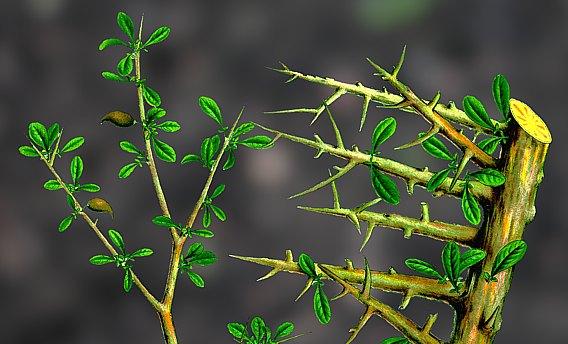 In Lumina Adevarului: Tamaia si Smirna