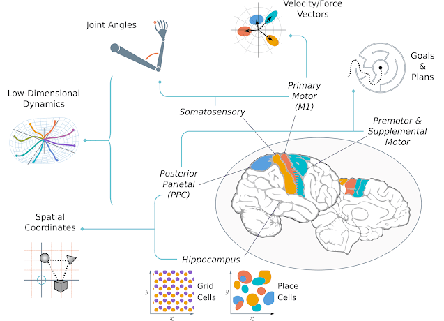 mrule-intheworks: Brain–Machine Interfaces: Closed-Loop Control in an Adaptive System