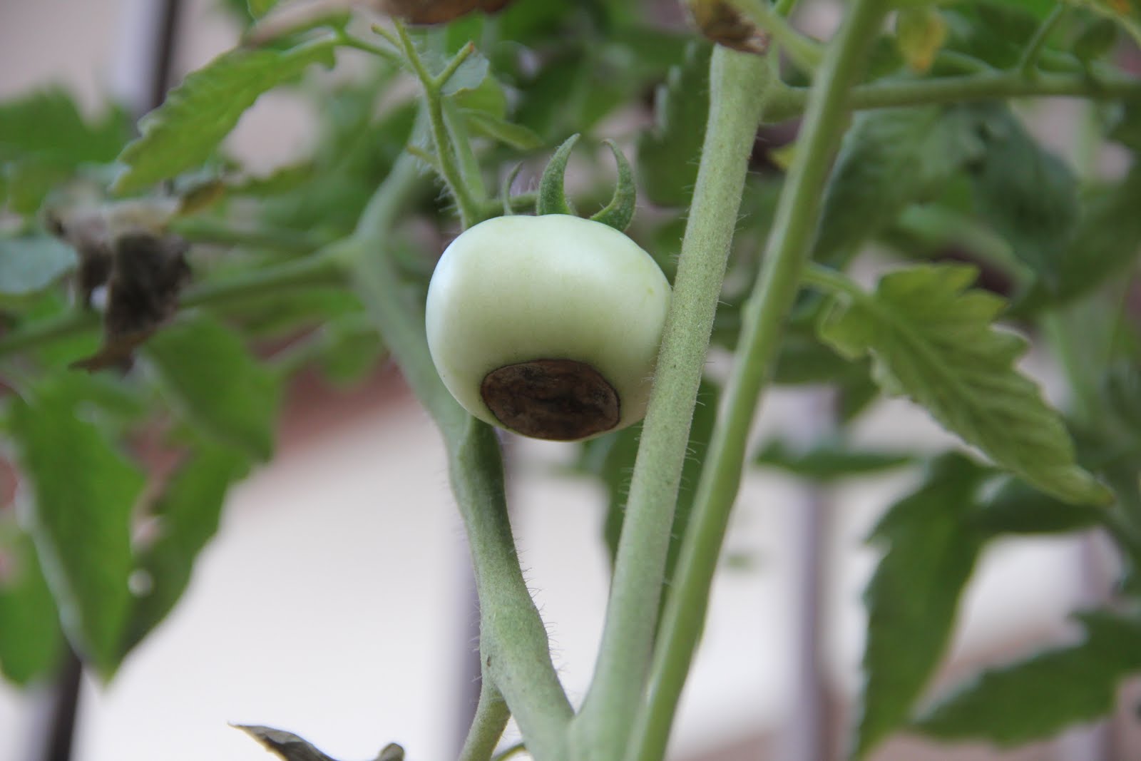 On The Green Side Of Life: 'Burnt Bottom' Tomatoes
