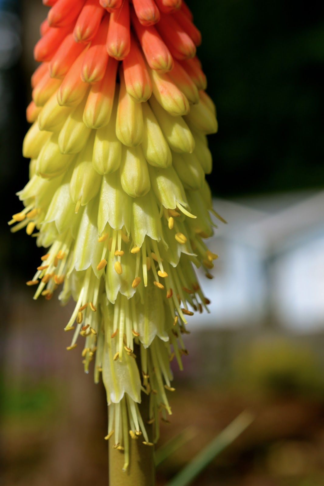 Bonney Lassie: One Perfect Torch Lily
