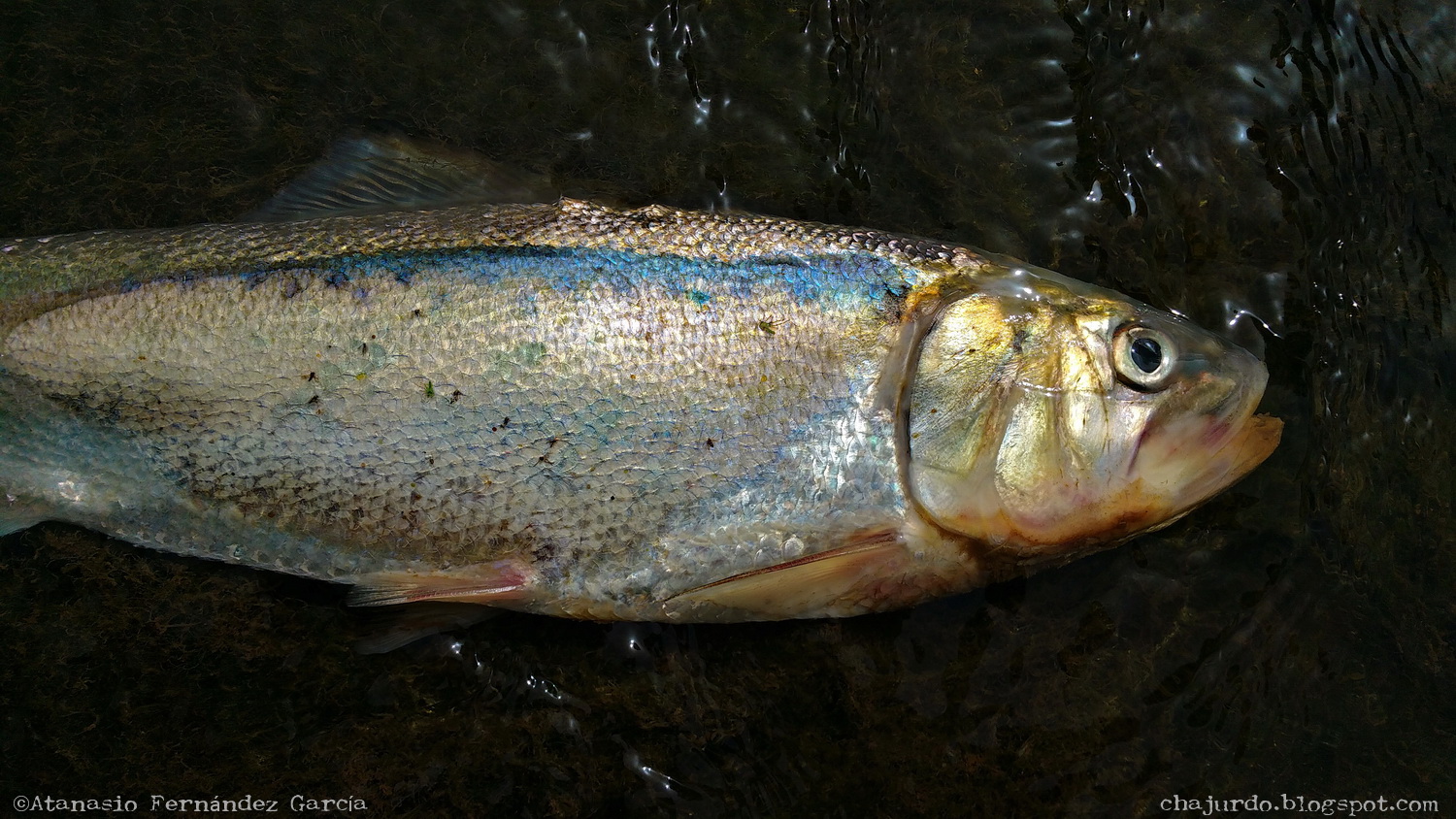 DESDE MI CHAJURDO: El sábalo, una especie olvidada en la Red Natura 2000