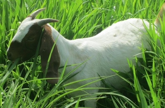 ASOCIACION ECOLOGISTA RIO MOCORETA: LA MARALFALFA, EL PASTO GIGANTE QUE ...