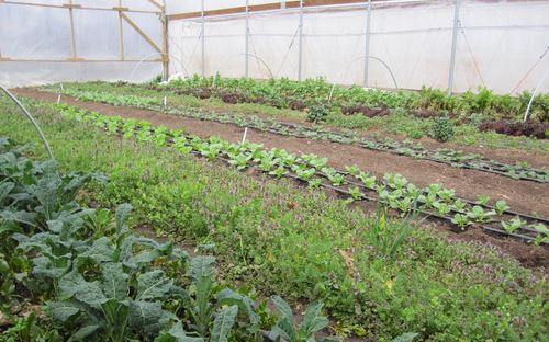 Missouri Beginning Farming: Missouri Vegetable Growers Association Farm ...