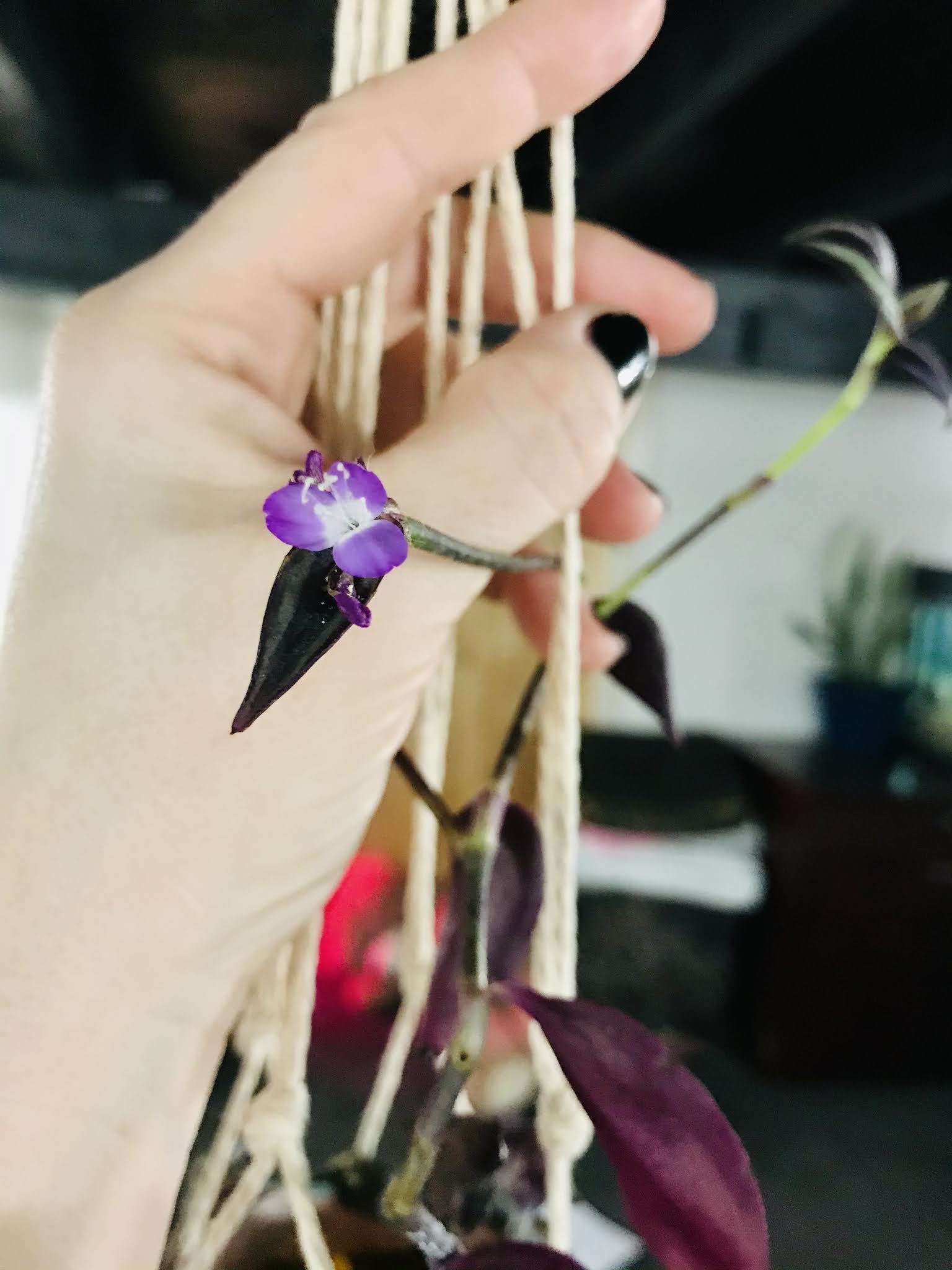 Little Lakeview Conservatory LLC: Tradescantia Zebrina - Inch Plant