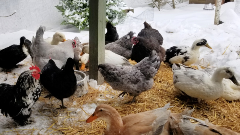 How to Winterize your Chicken Run - Fresh Eggs Daily® with Lisa Steele