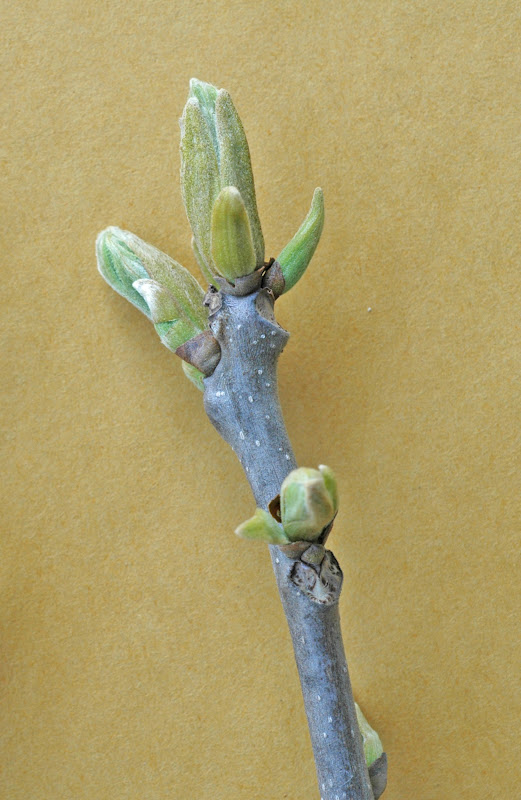 Northern Pecans: Galls on pecan stems