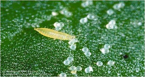 SAUNG SUMBERJAMBE: THRIPS (Thrips Sp)