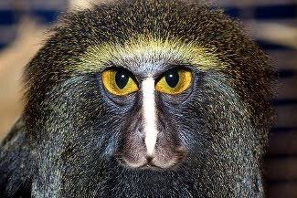 La verdad y la palabra. Blog de noticias: EL MONO CARA DE BUHO ...