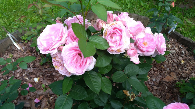 Ranczo Elma: Róża (Rosa) Ghita Renaissance