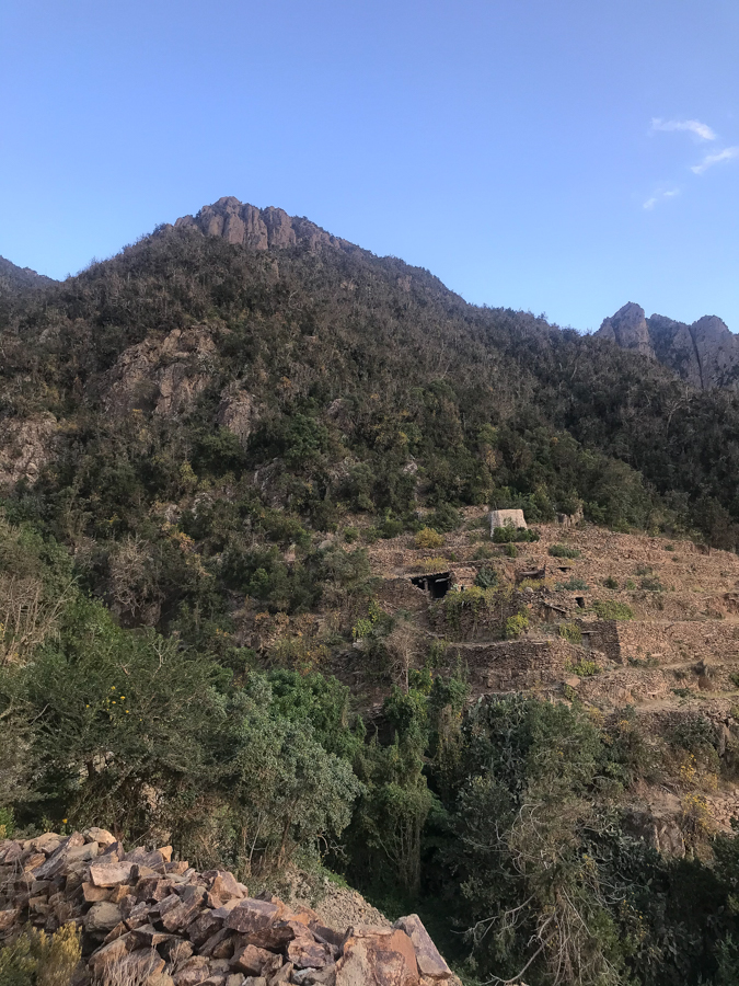 Birds of Saudi Arabia: Resident birds – Raydah Escarpment