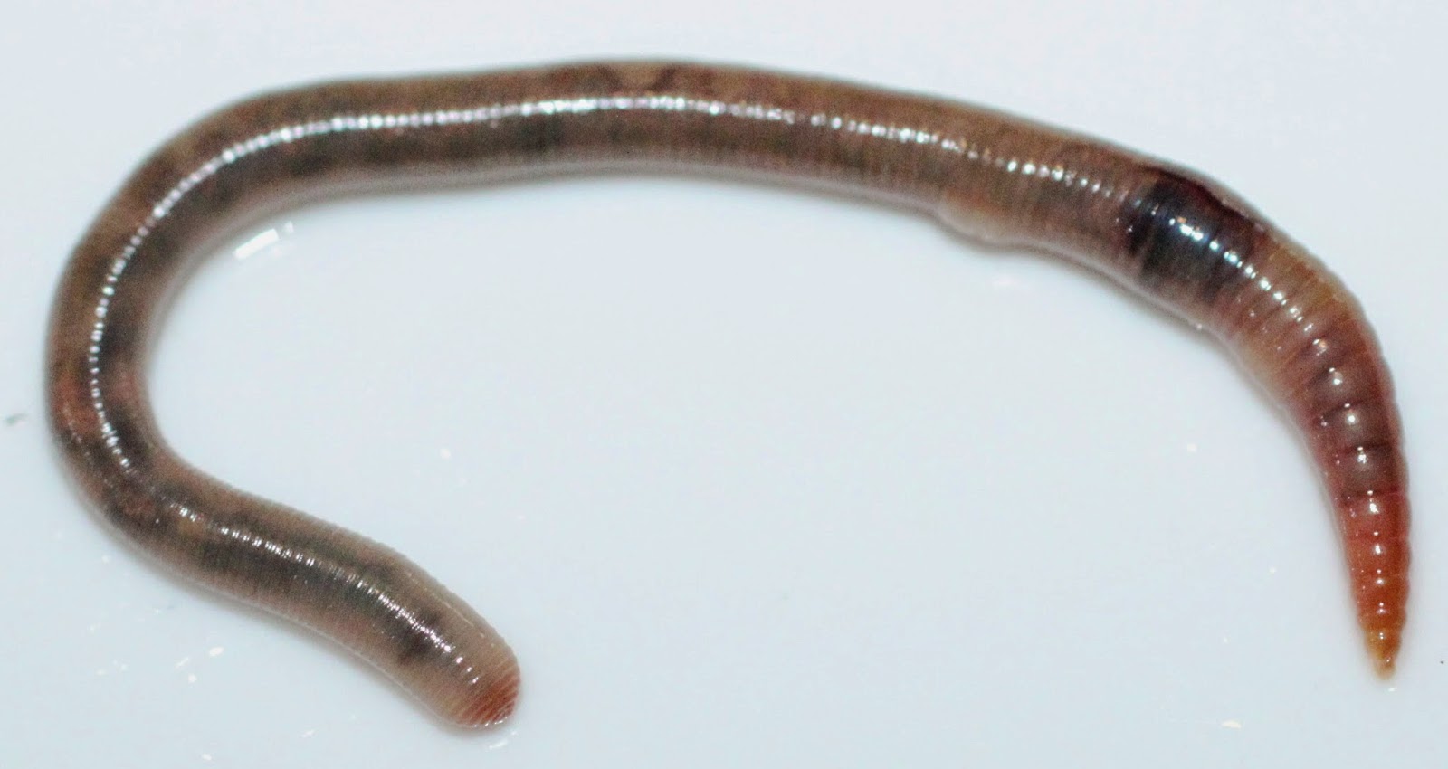 Choose The Right Aquarium Fish Food: Live infusoria, Grindal ...