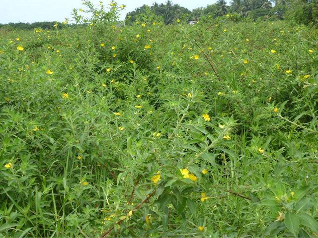 Peruvian primrose - Wal Diya Milla | SL Flora