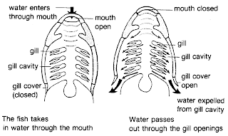 Aquarium Fish: Fish Structure And Function