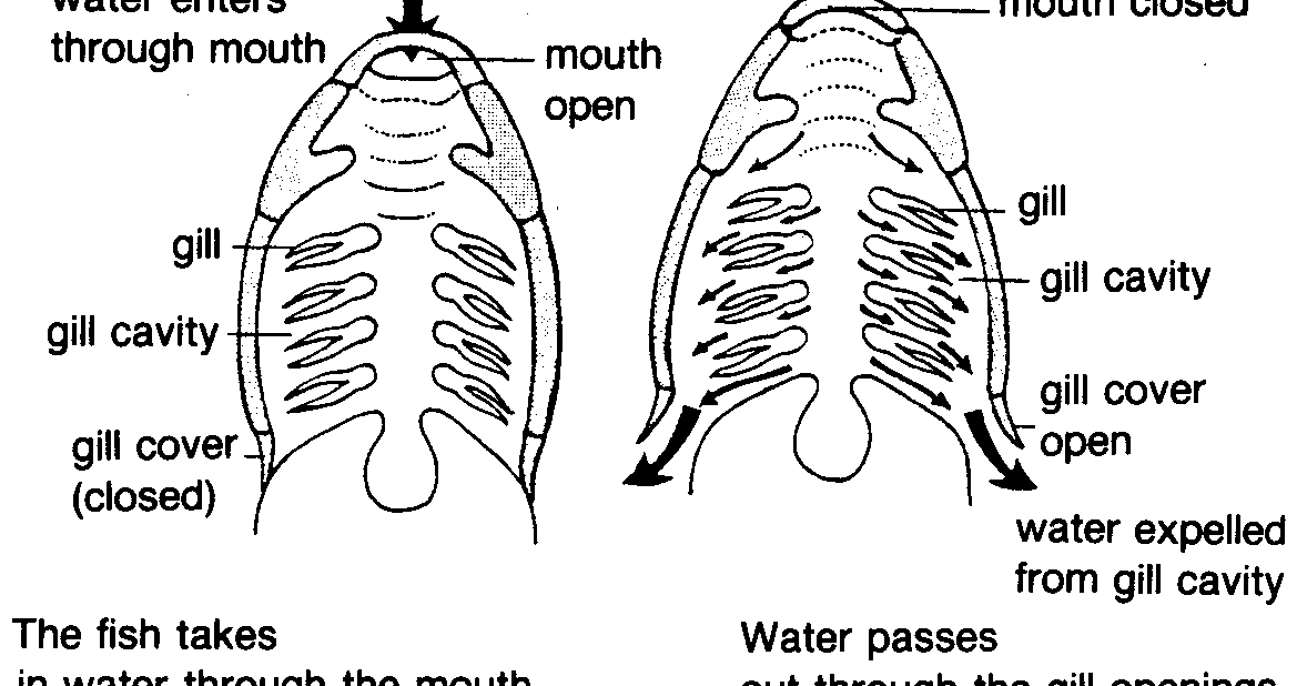 Aquarium Fish Fish Structure And Function Aquarium Fish Fish Structure And Function
