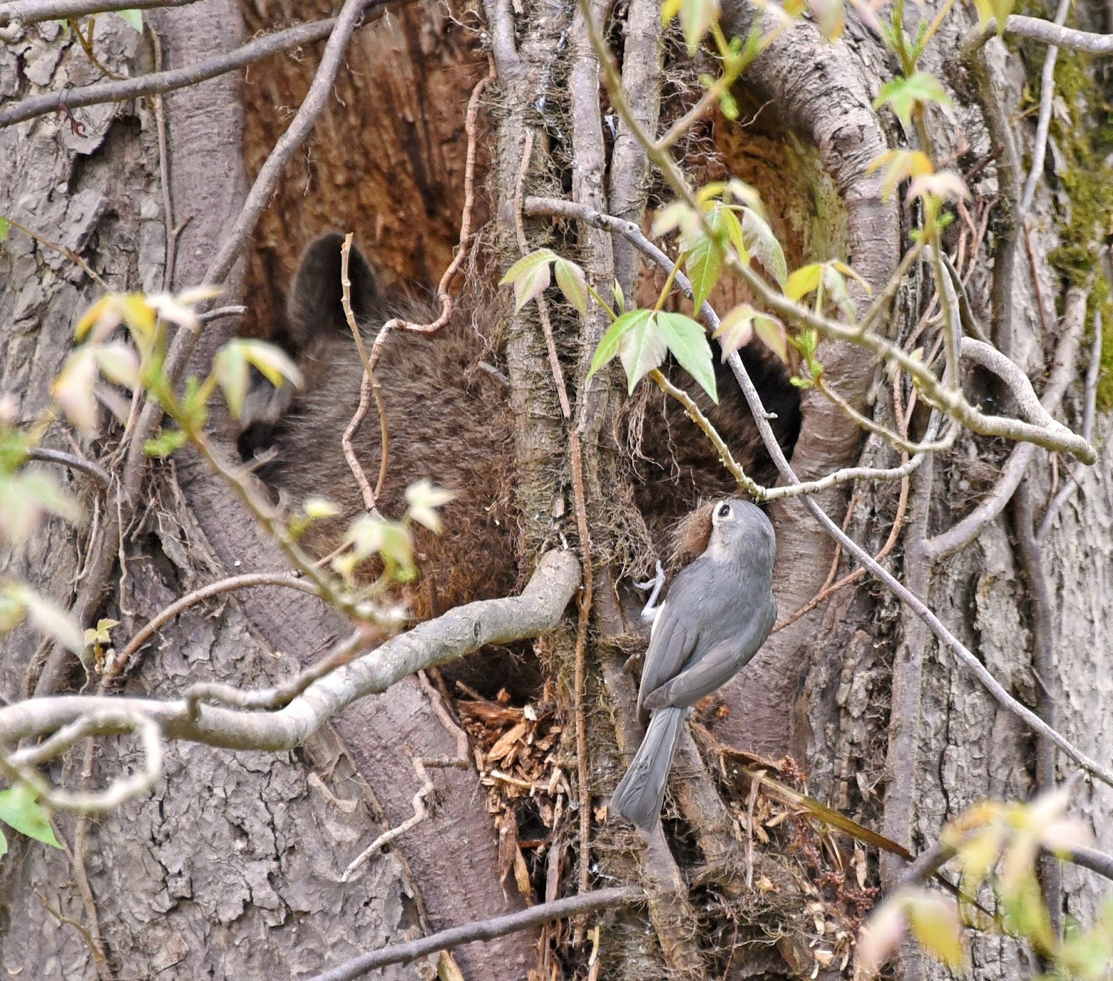 Coastal Virginia Wildlife Observatory: Tufted Titmouse Gathering ...