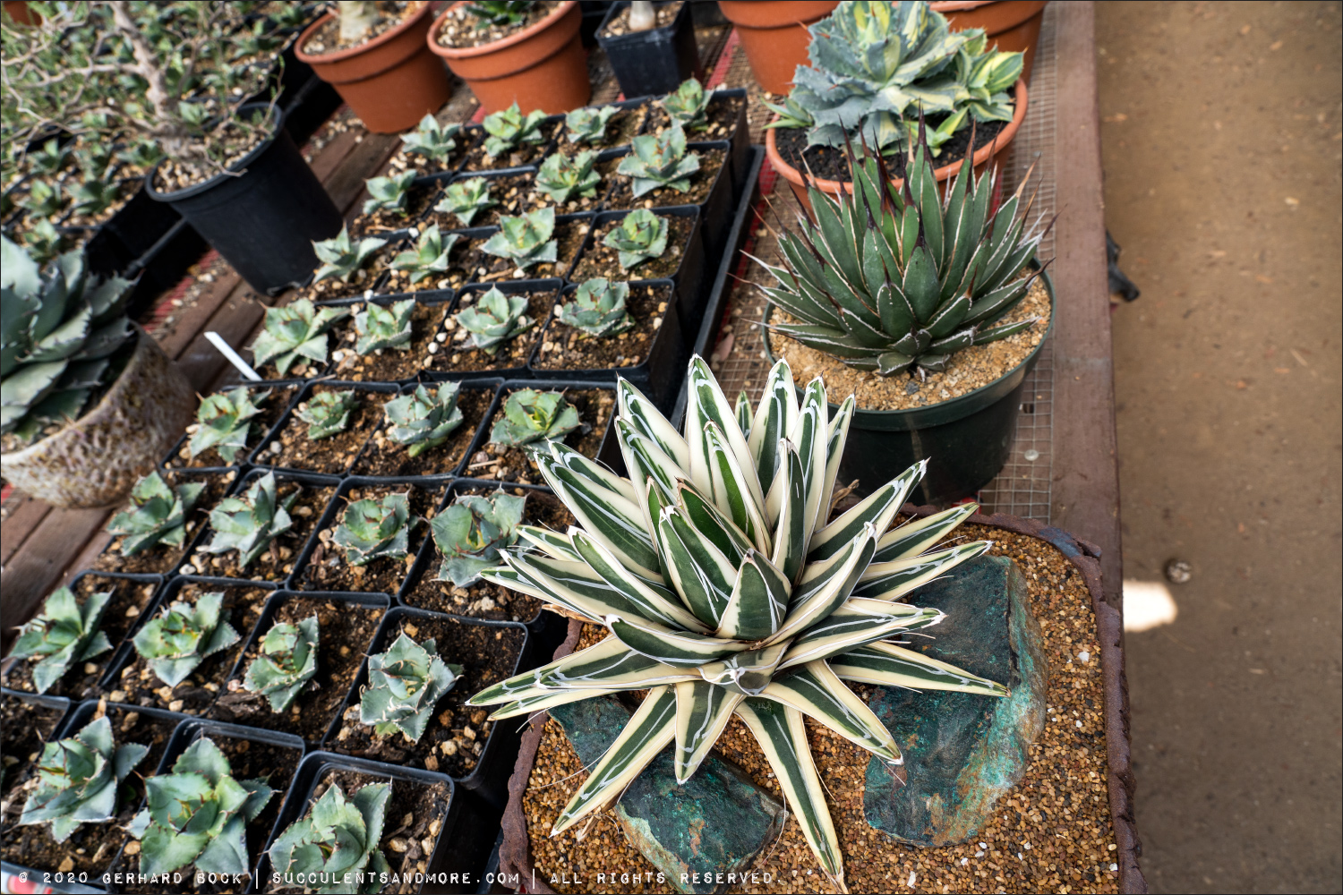 Jeremy Spath's Hidden Agave Ranch: the greenhouse