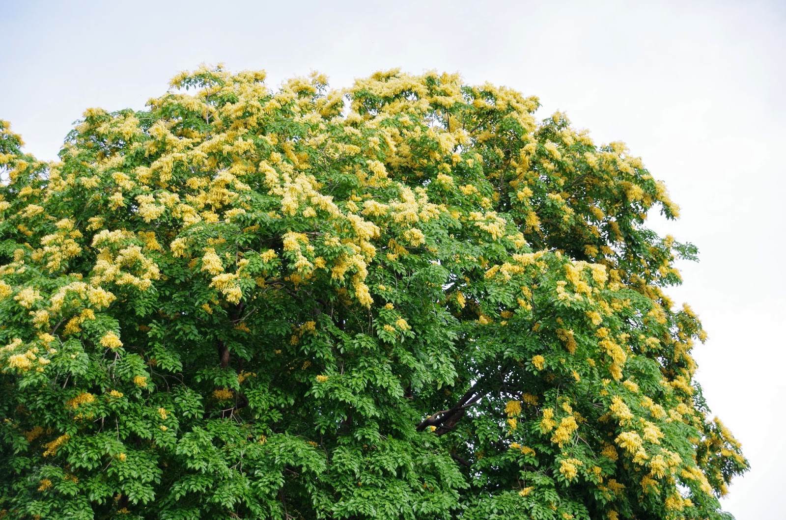 Trees and Plants: Angsana