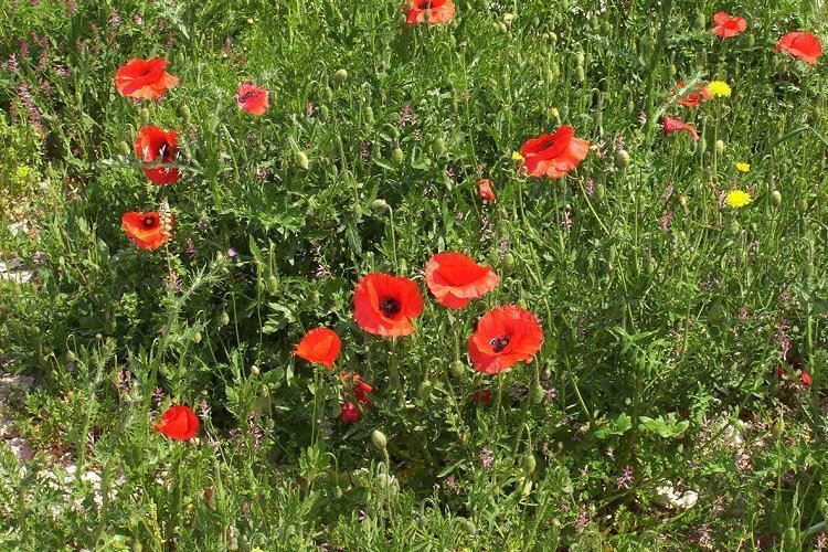 LJEKOVITO BILJE I LIJECENJE BILJEM: LJEKOVITO BILJE: Divlji mak,Bulka ...