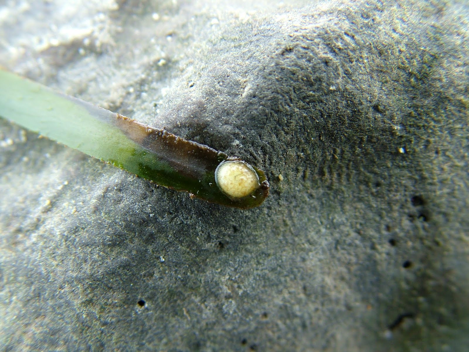 Buzz's Marine Life of Puget Sound: Eggs of the Intertidal