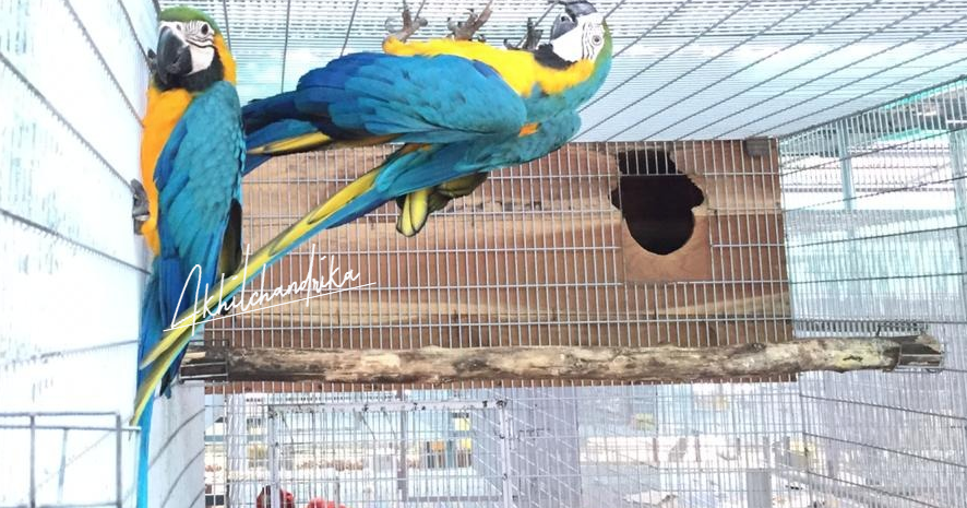 MACAW SEED MIX COMPOSITION.