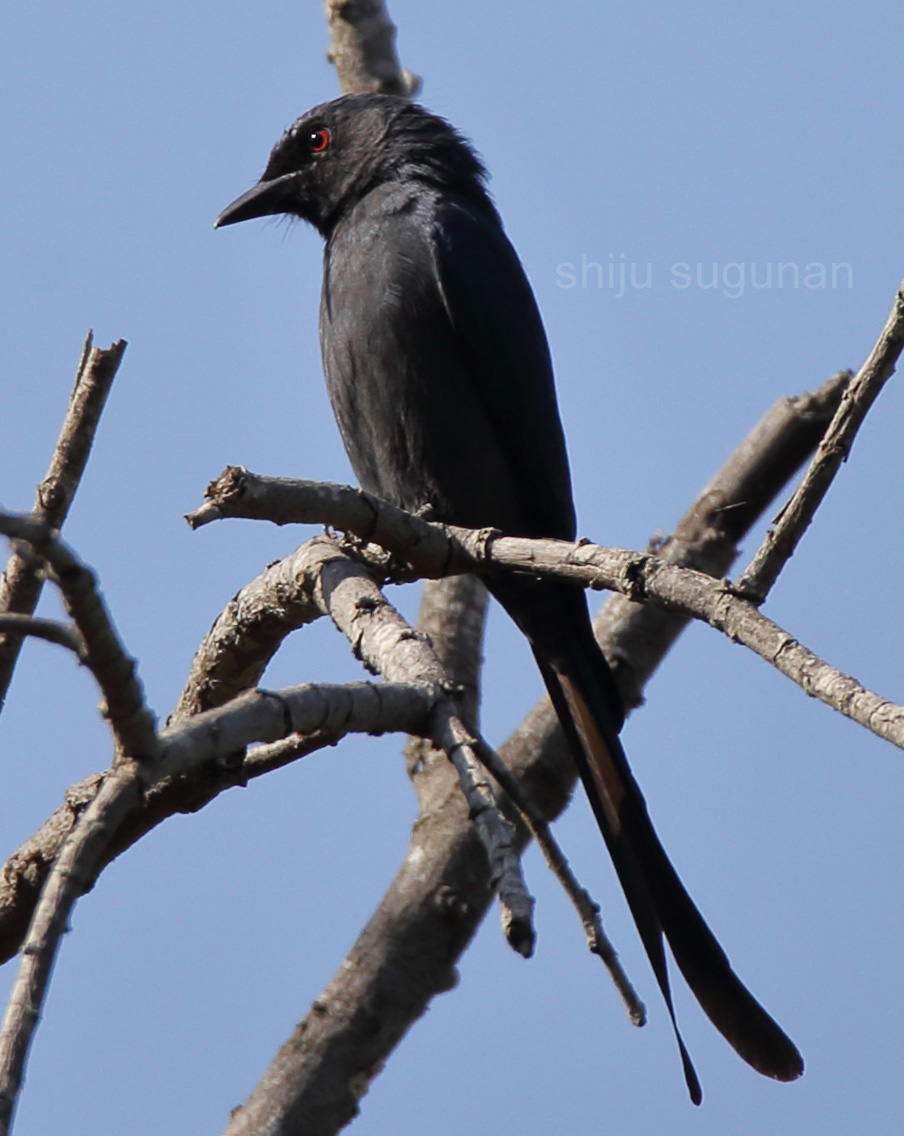 Cranium Bolts: Birding at Turahalli