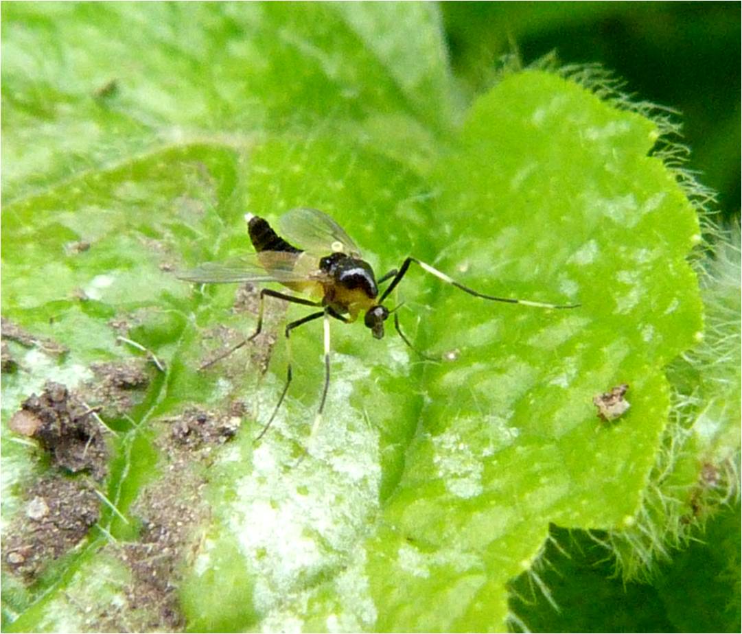 Insects of Scotland: Mosquitoes/Midges/Horseflies