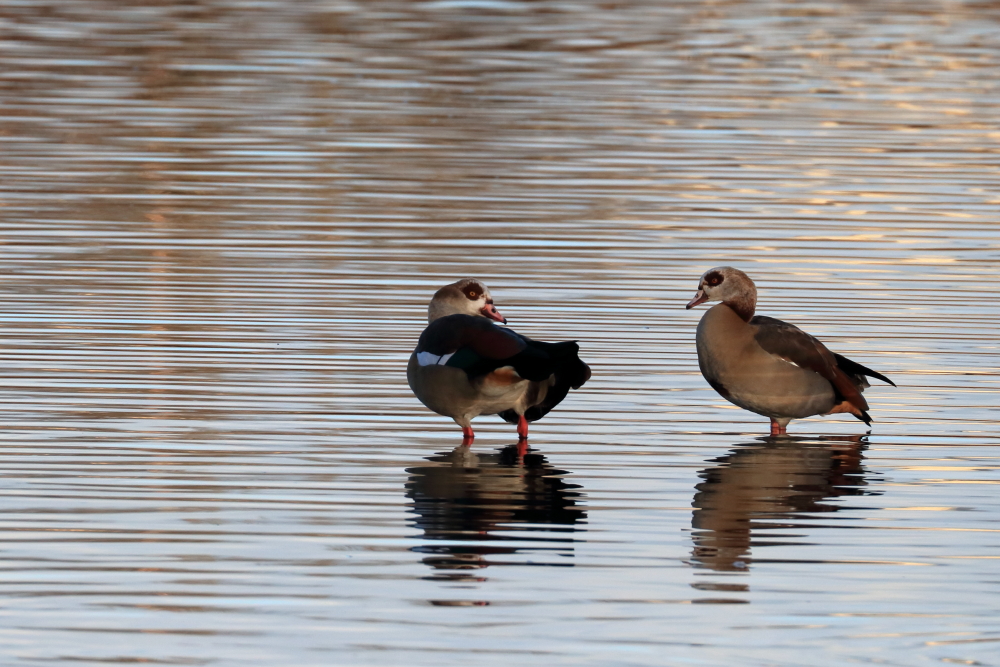Polders Poelgeest: Volop eendensoorten