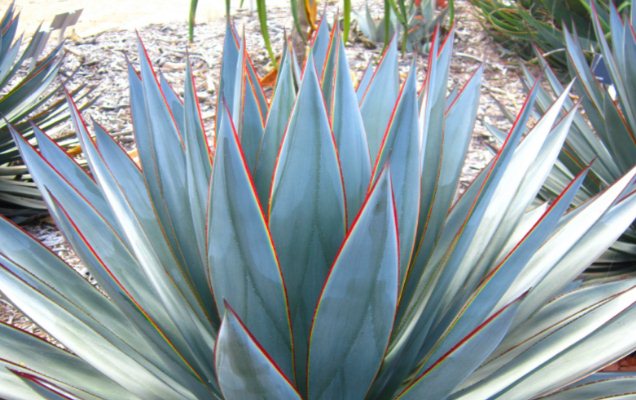 AGAVA (AGAVE AMERICANA) – LJEKOVITA BILJKA