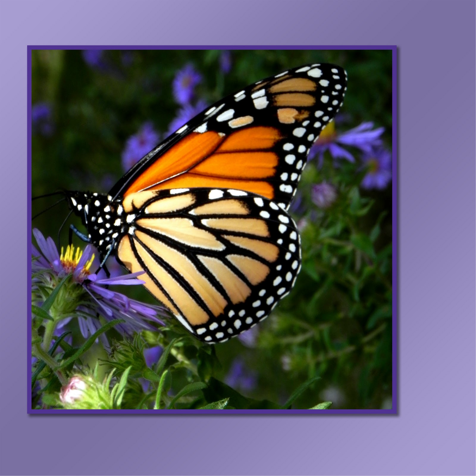 Power of the Flower: Butterfly Names (12 inch) In Search of....
