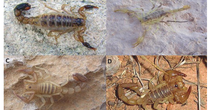 The Scorpion Files Newsblog: The scorpion distribution in the Cuatro ...