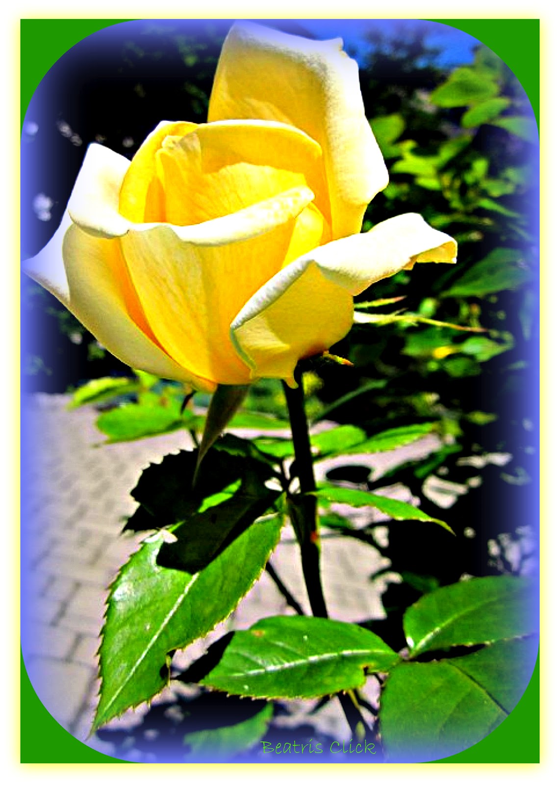 Beatris Click: La rosa gialla