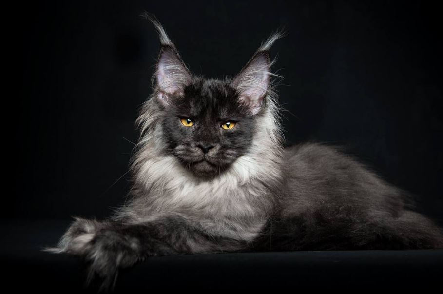 The Majestic Maine Coon Cats Photographs That Will Make Want One ~ Cute ...