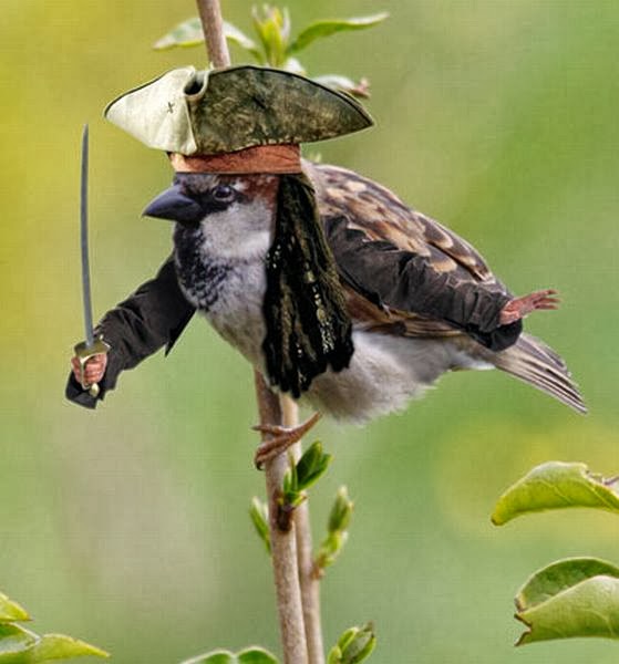 FuNtastiC: Funny Photoshopped birds ;0 (Part-1)