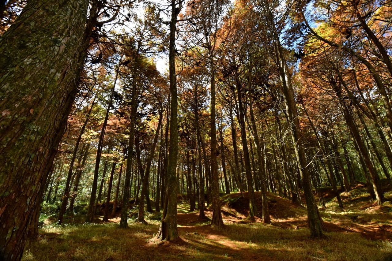bosque vermelho - horto florestal - campos do jordão