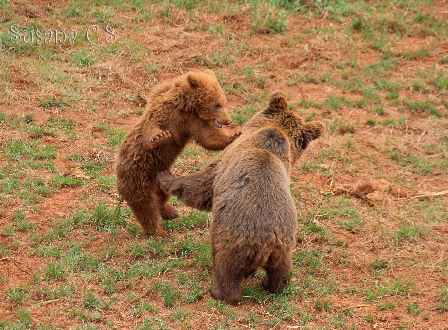 Parque de la Naturaleza de Cabárceno (Cantabria)