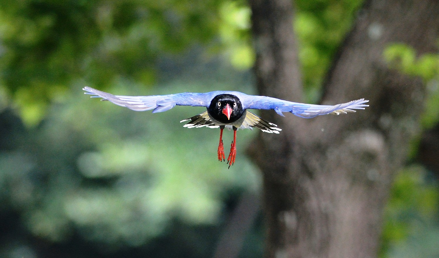 FORMOSAN MAGPIE BIRD photos - wallpapers (ανανεωμένο) | the fun bank