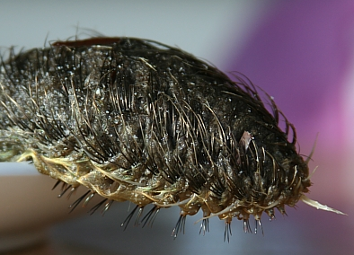 Tikus Laut ~ Skodeng Sana Sini