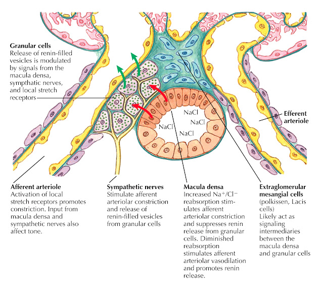 Medical Terms & Сlinical Сases : Tubuloglomerular feedback