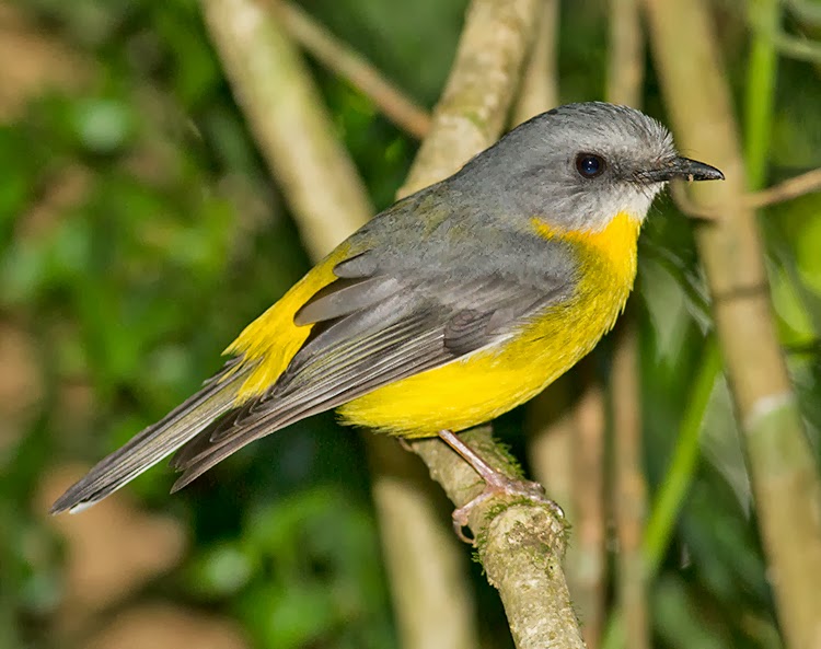 Lost in BIrding: Tropical Birders in Brisbane...AUSTRALIA (26 Sept)