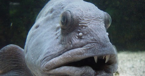 Ad Aged: A fish story.