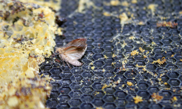 MObugs: Honey Bees + Wax Worms= Epic Fail