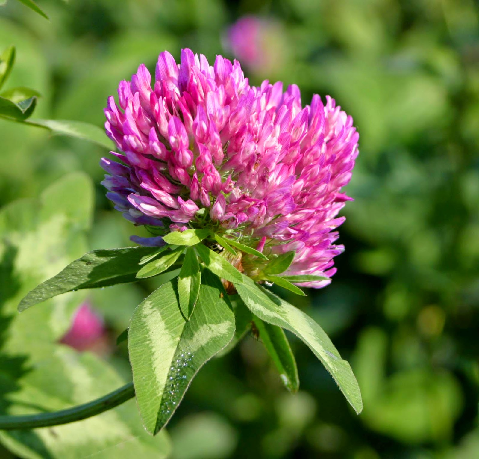 Andy Patterson Permaculture: August 2014