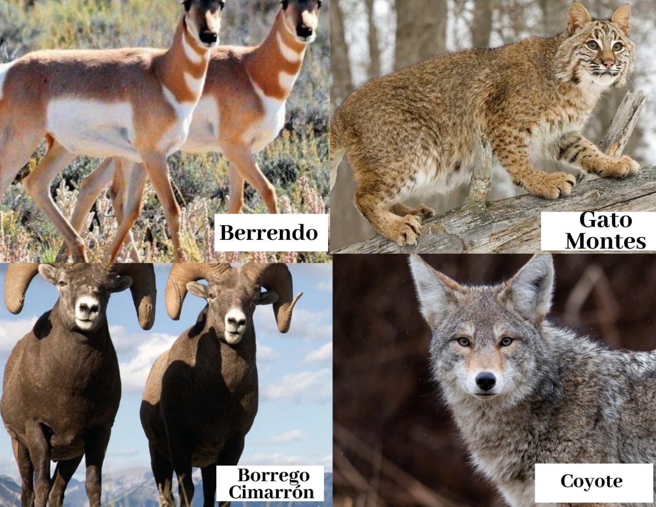 ECOSISTEMAS DE MÉXICO: MATORRAL XERÓFILO