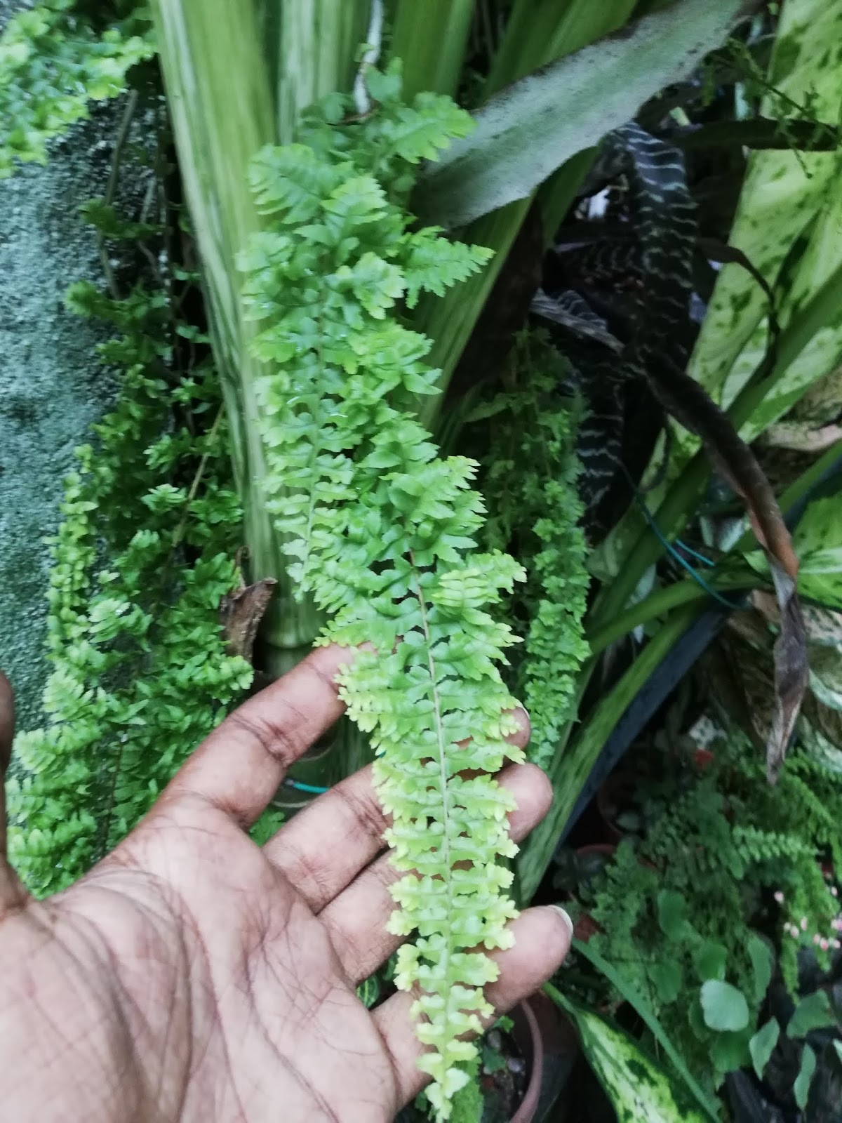 Garden Chronicles of James David: How to Grow & Care Fluffy Ruffle Fern ...